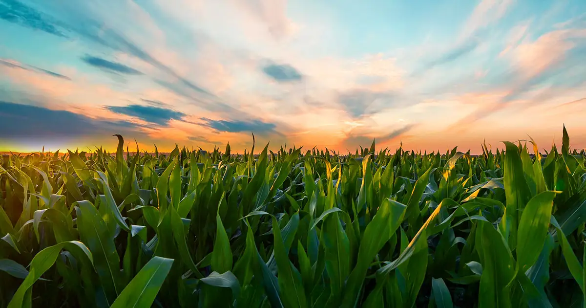 Graves Axis Seed - Unlike Any Other Seed Company